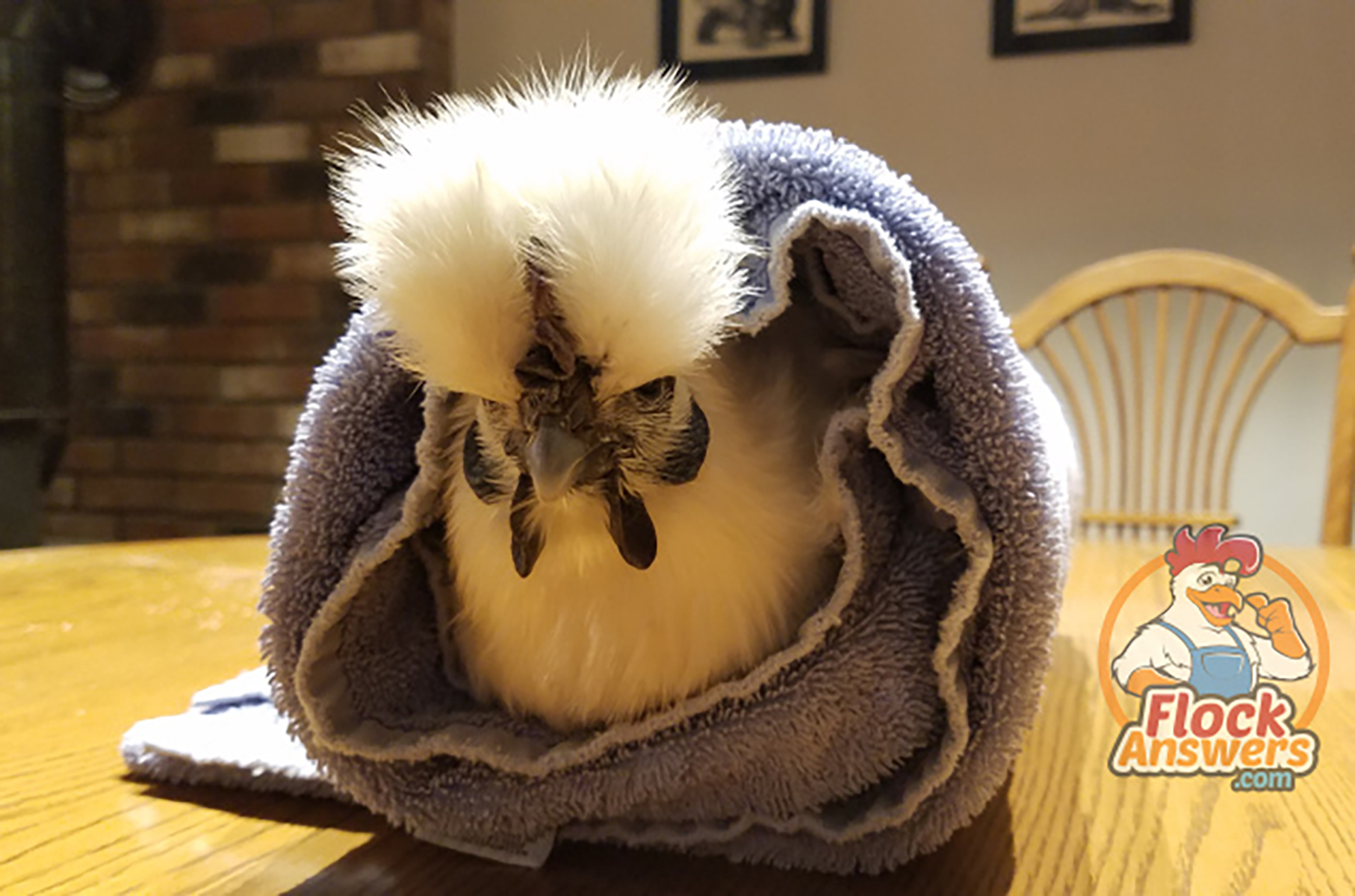 Grooming and Bathing Chickens for a Poultry Show - Backyard Poultry